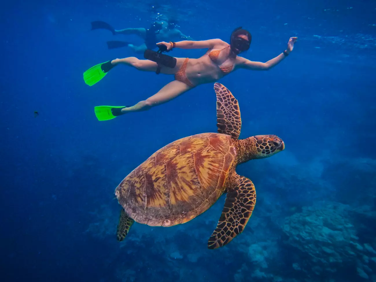 Turtle Tour Operator Partnership | Cook Islands
